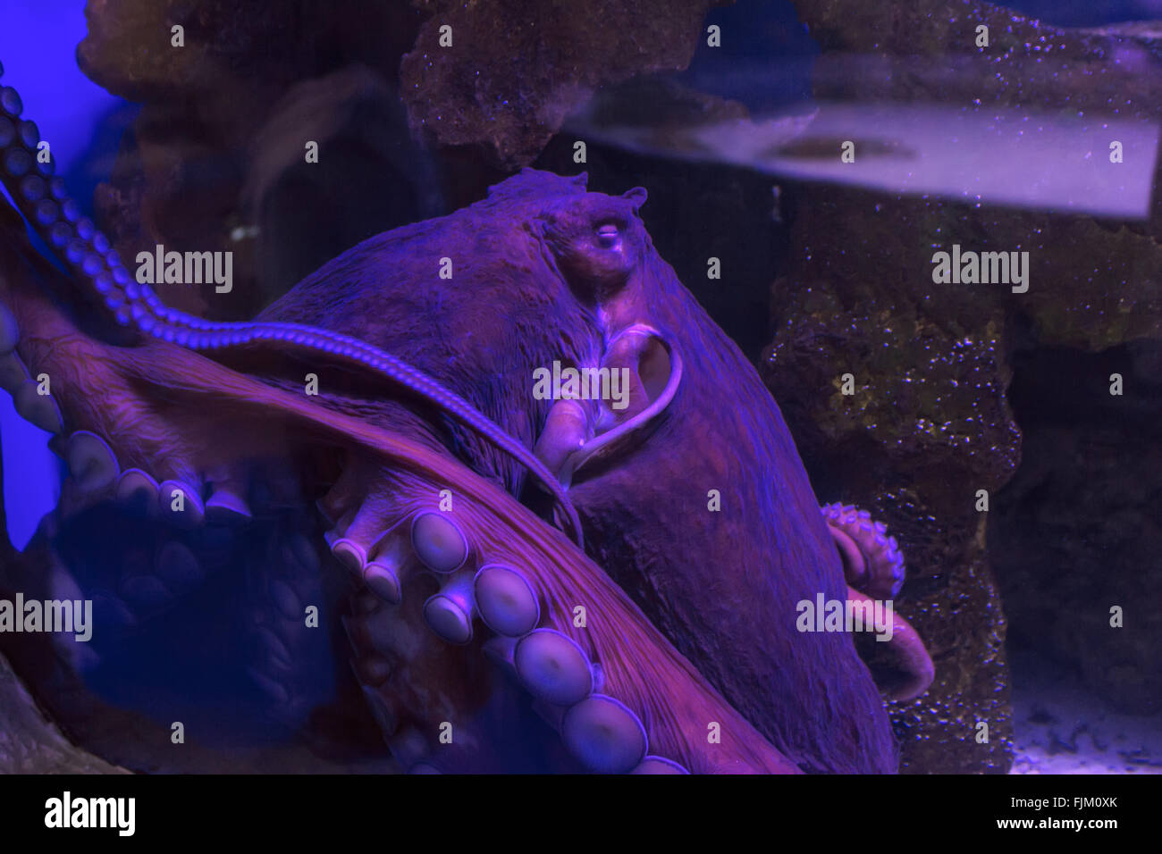 Common atlantic octopus hi-res stock photography and images - Alamy