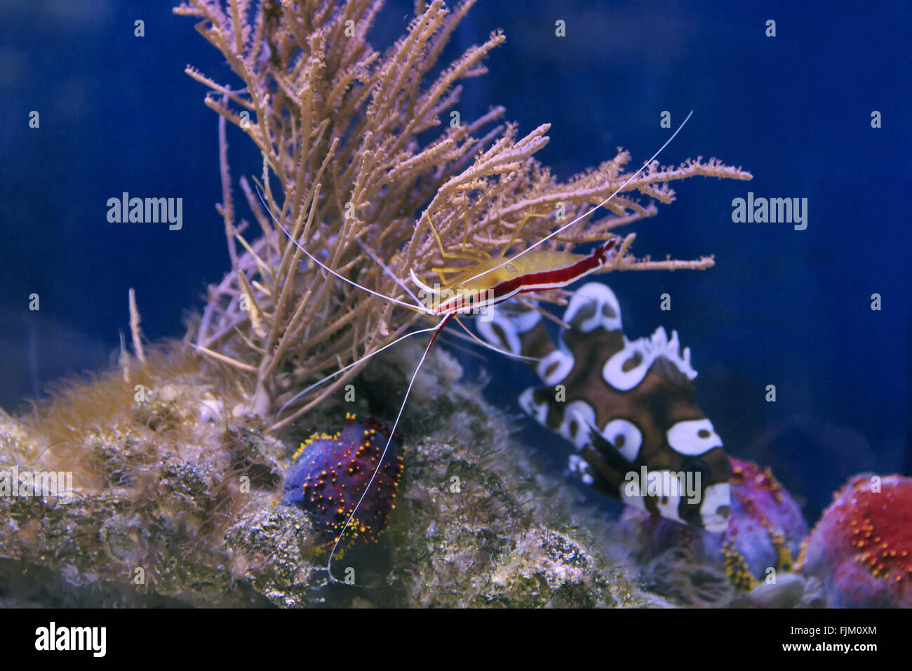 Skunk Cleaner Shrimp Lysmata Amboinensis Stock Photo - Alamy