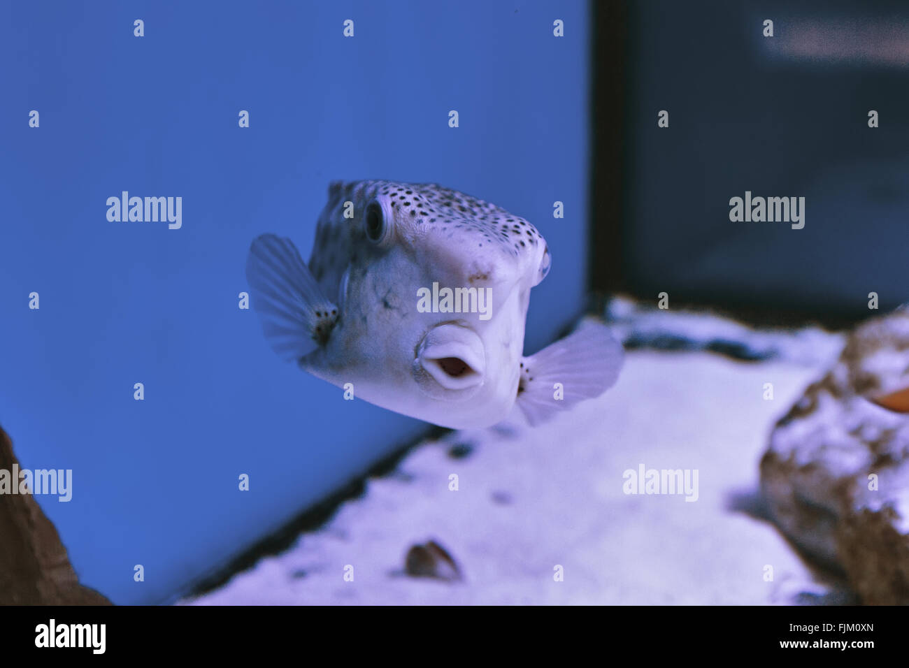 Thornback boxfish - solitair fish swimming close Stock Photo - Alamy