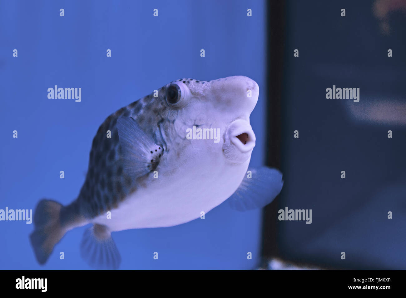 Thornback boxfish - solitair fish swimming close Stock Photo - Alamy