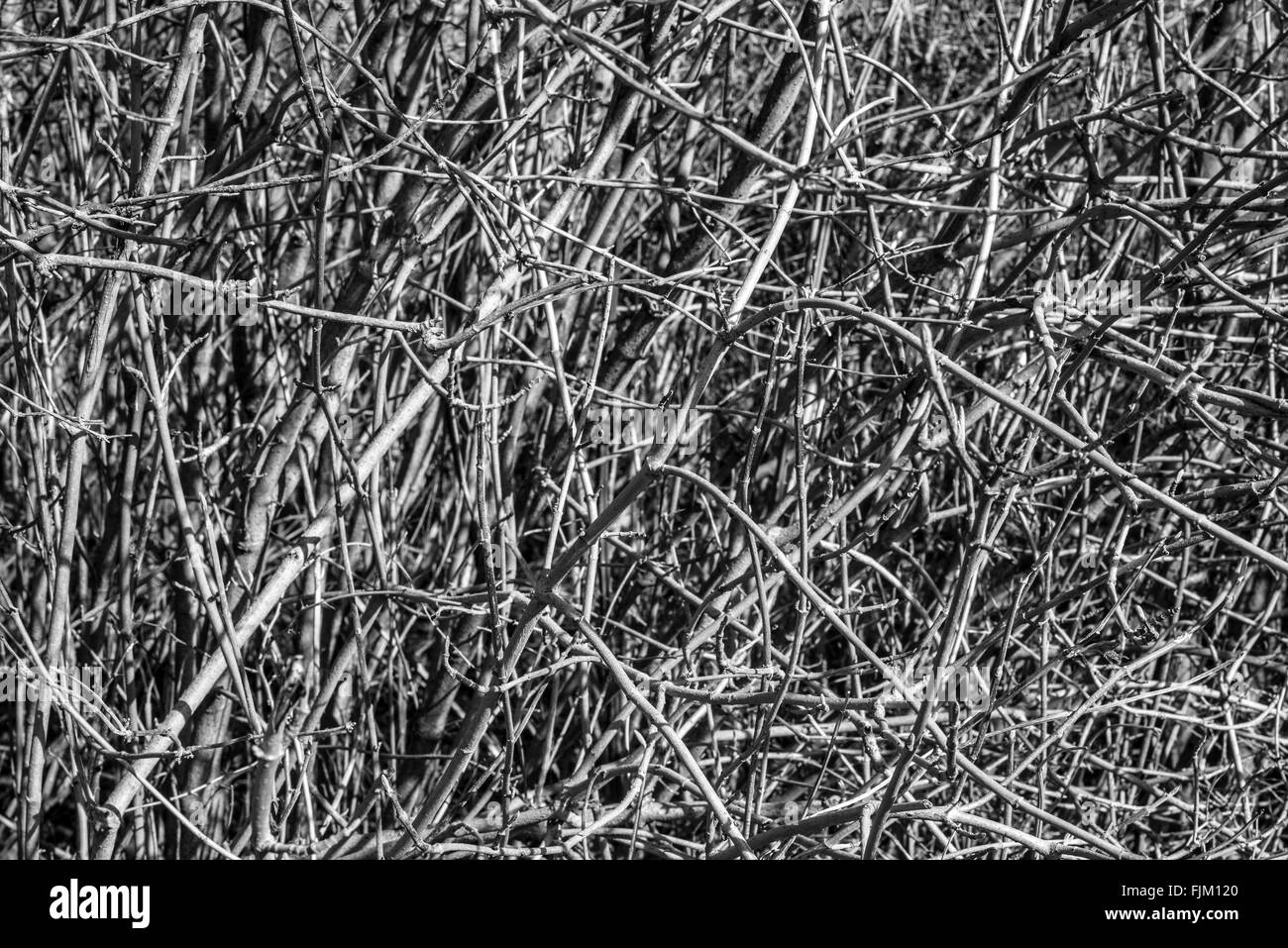 Branches intertwined Black and White Stock Photos & Images - Alamy