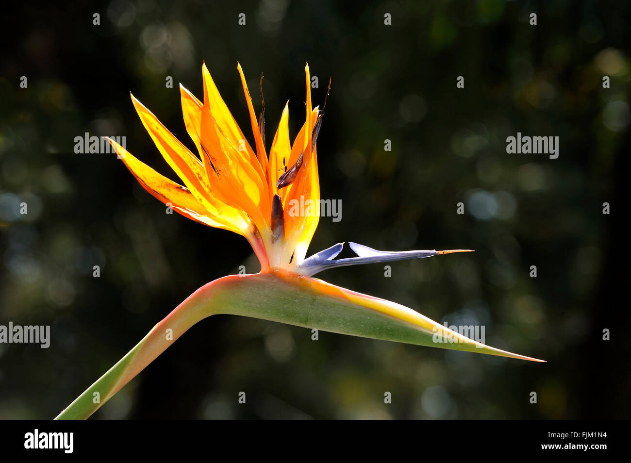 strelitzia reginae flower in a botanical garden Stock Photo - Alamy