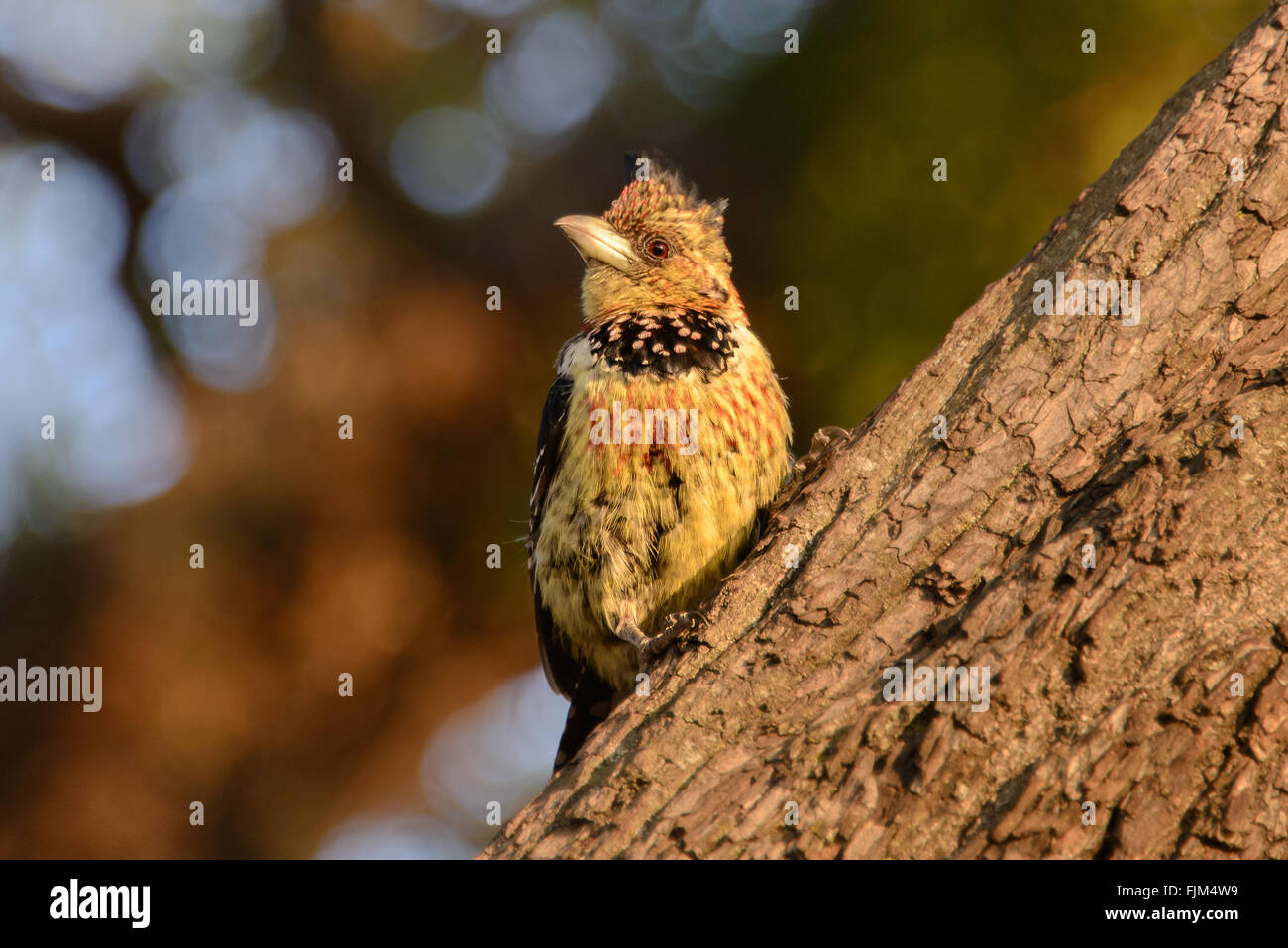 Africa punk hi-res stock photography and images - Alamy