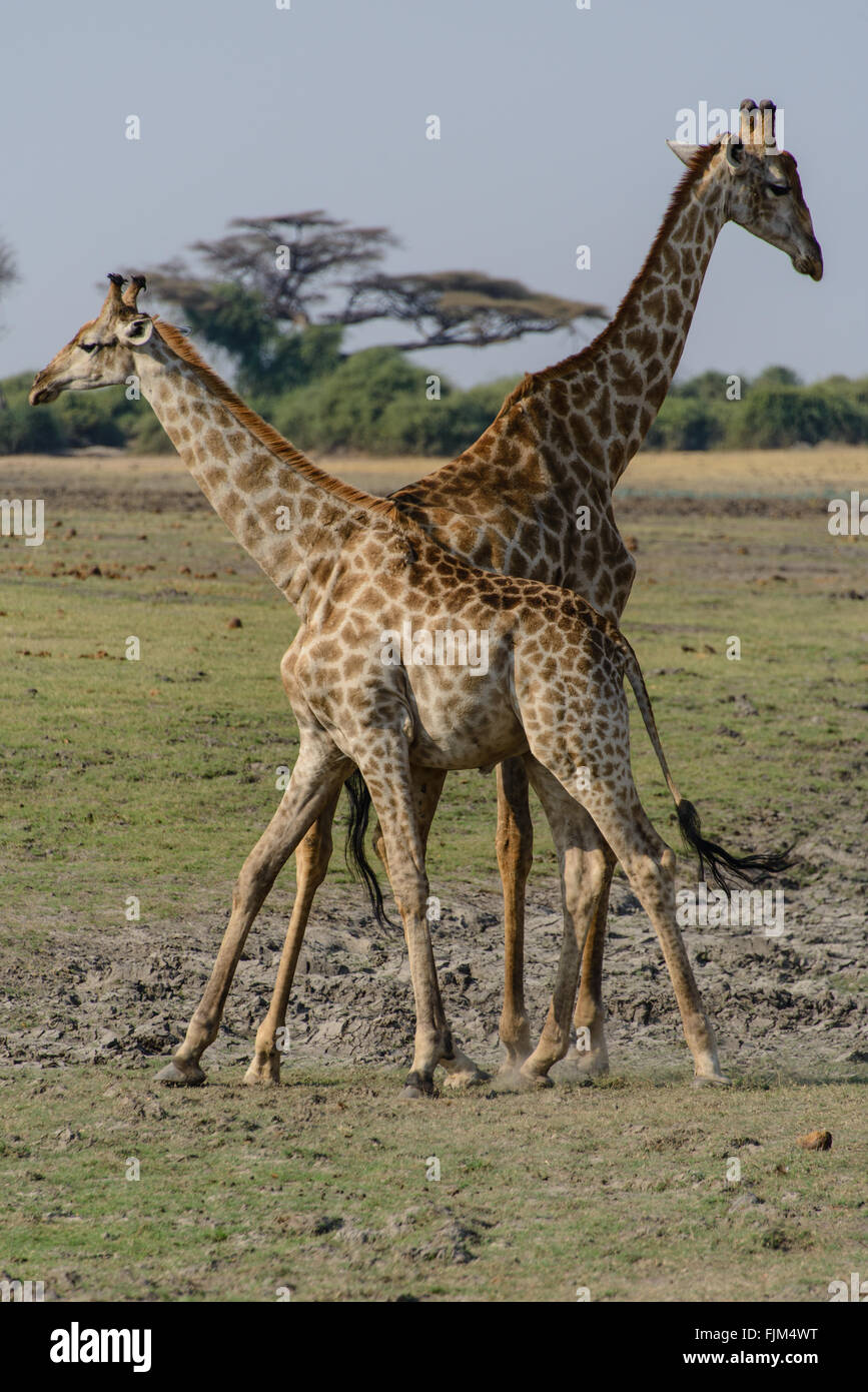 Bull giraffes fighting hi-res stock photography and images - Alamy