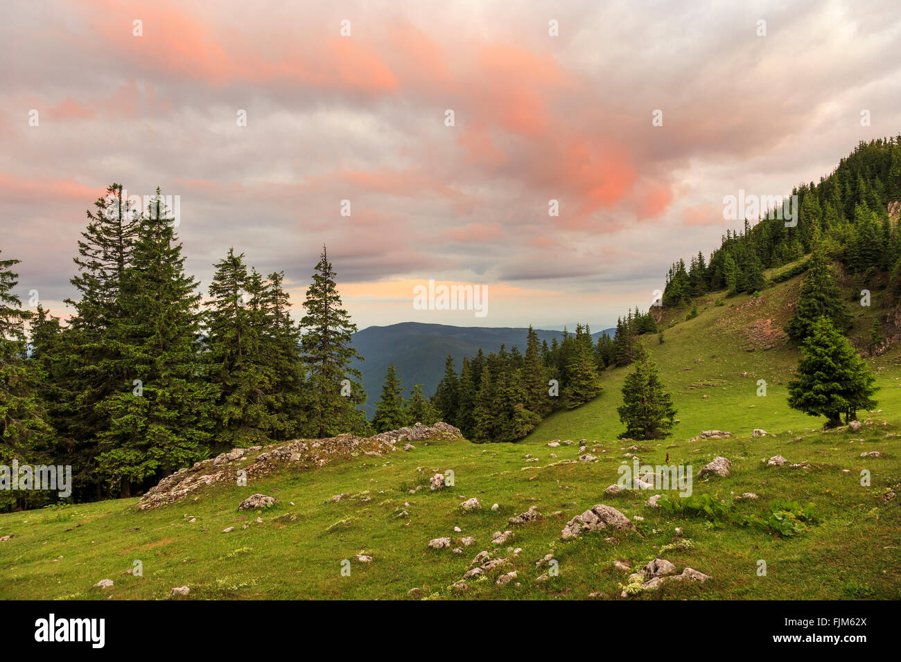 Meadow with pine trees hi-res stock photography and images - Alamy