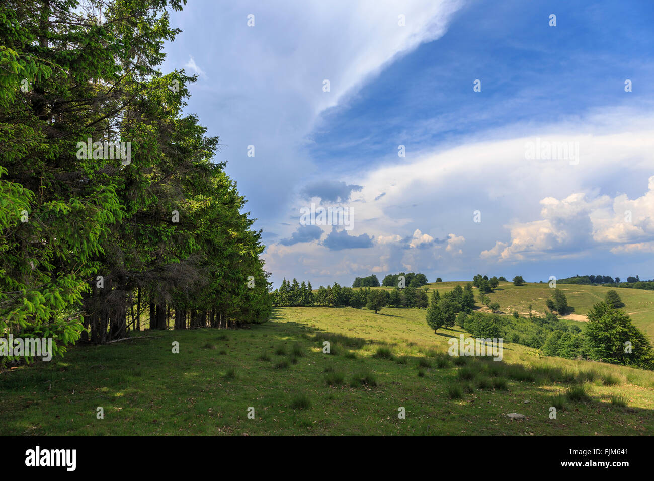 Landscape with meadow and scattered trees Stock Photo - Alamy