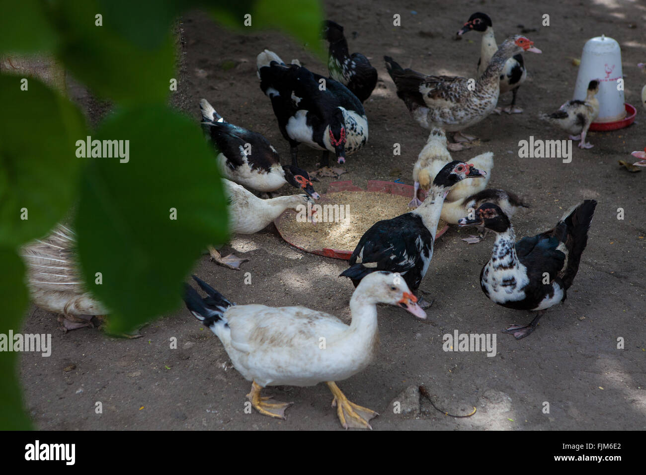 Ducks on a farm, Tanzania Stock Photo - Alamy