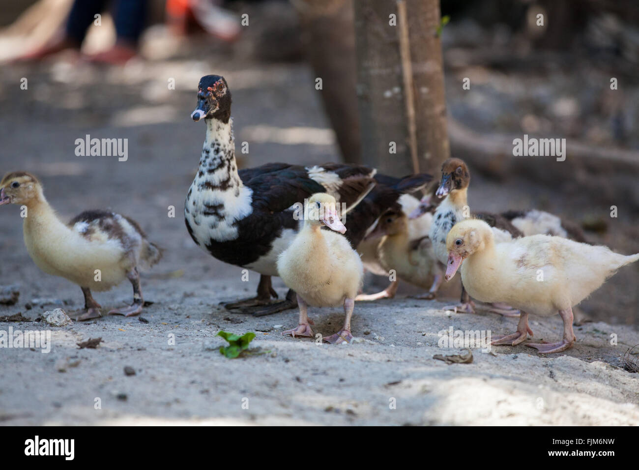 Baby duck eggs hi-res stock photography and images - Alamy