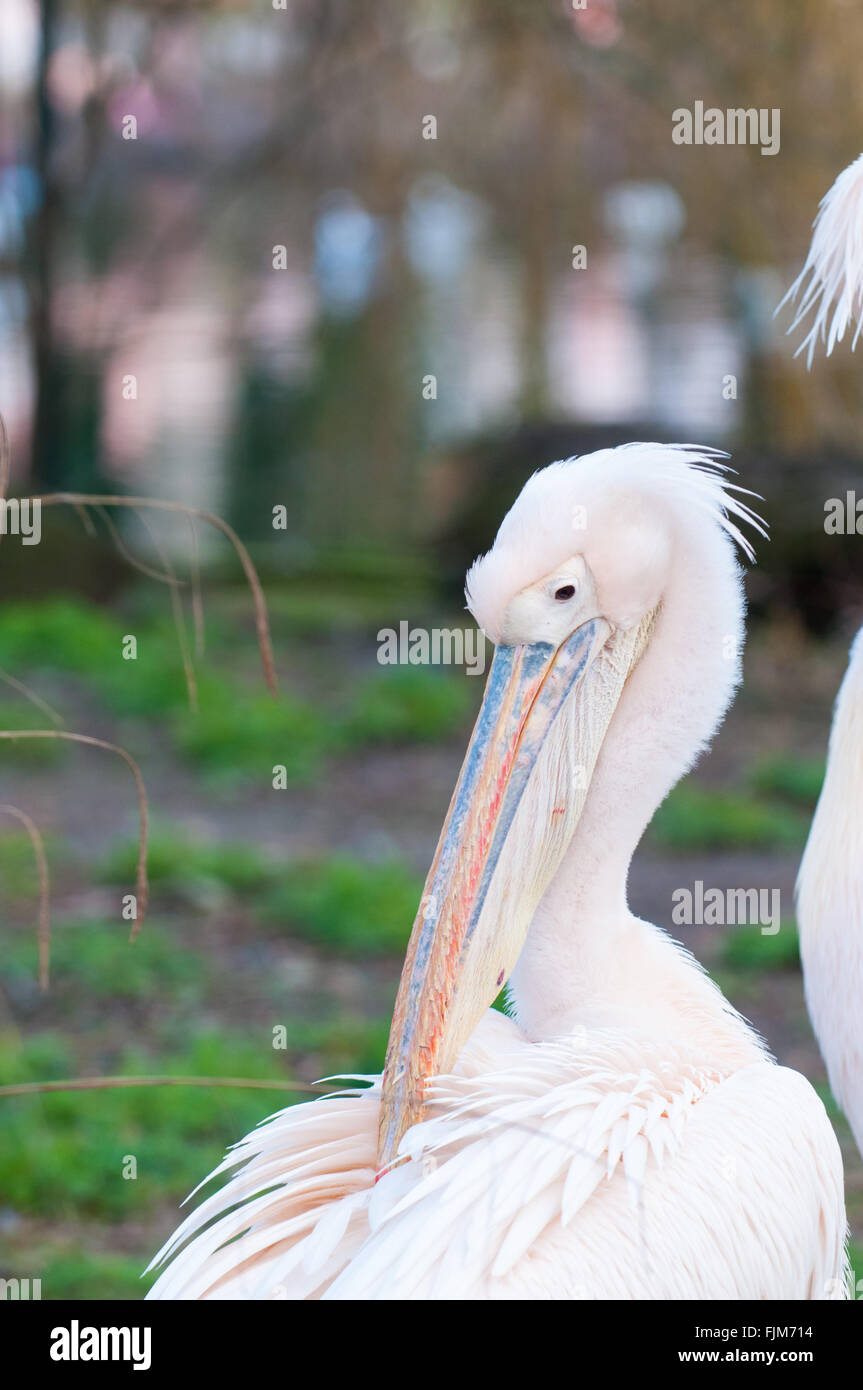 Profile of a pelican hi-res stock photography and images - Alamy