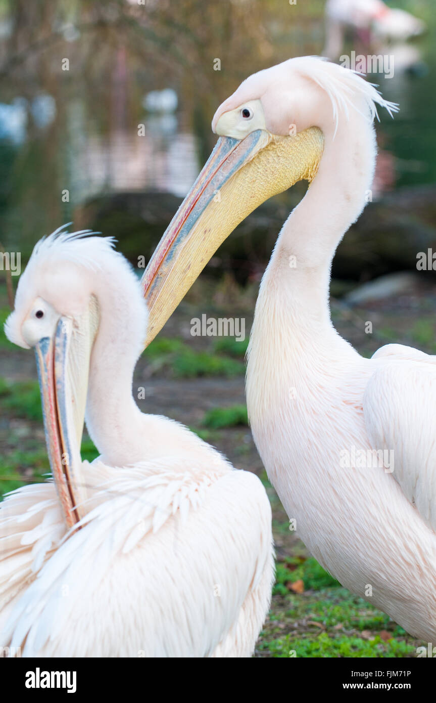 Profile view of a pelican in front of a pond Stock Photo - Alamy