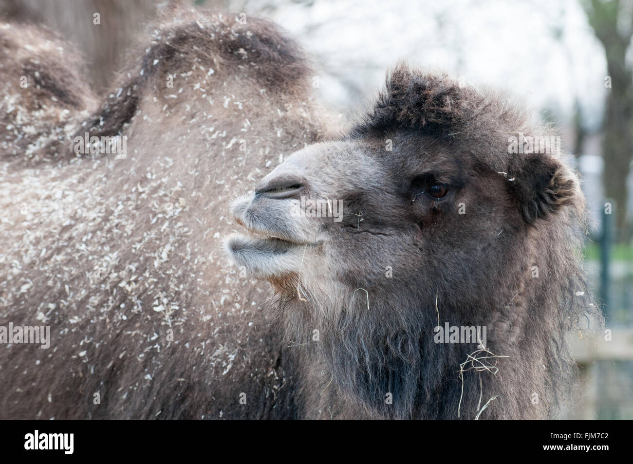 Chewing camel hi-res stock photography and images - Alamy
