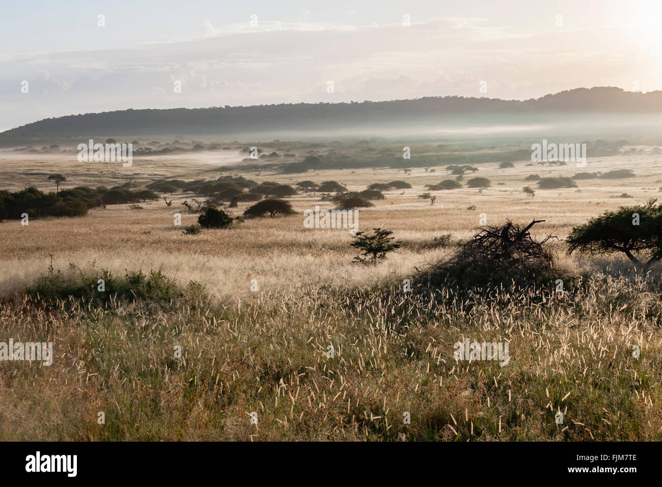 Wilderness wildlife grasslands trees bush terrain landscape Stock Photo ...