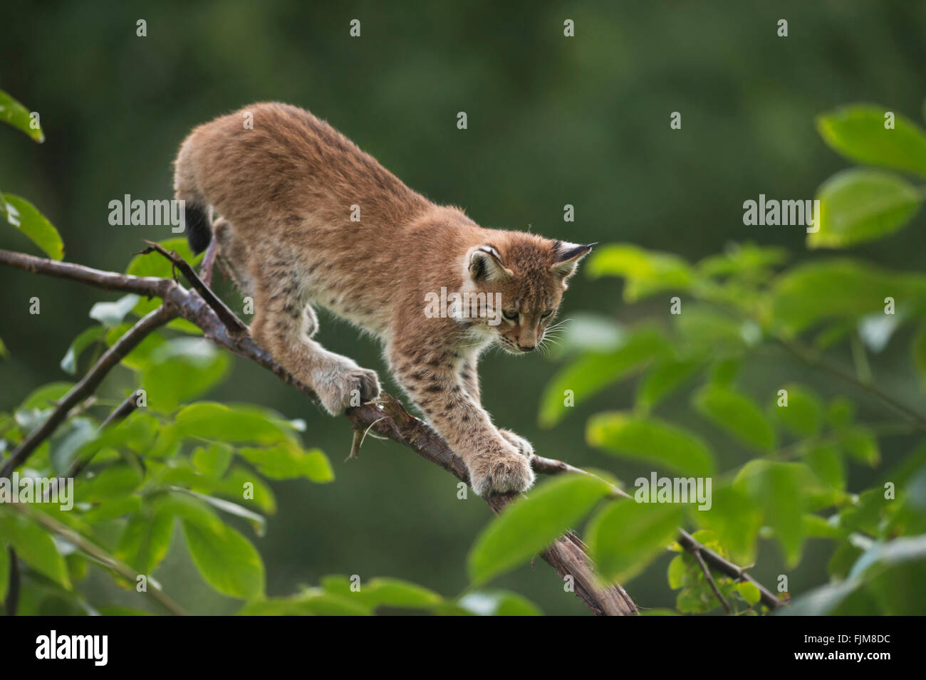 Eurasian Lynx / Eurasischer Luchs ( Lynx lynx ), cute cub with huge ...
