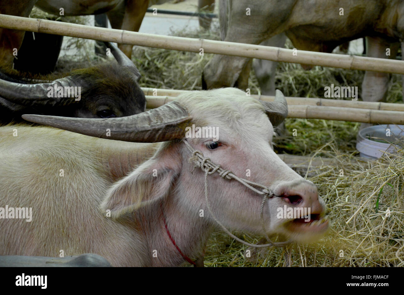 Water Buffalo eating food in paddock at Nonthaburi, Thailand Stock ...