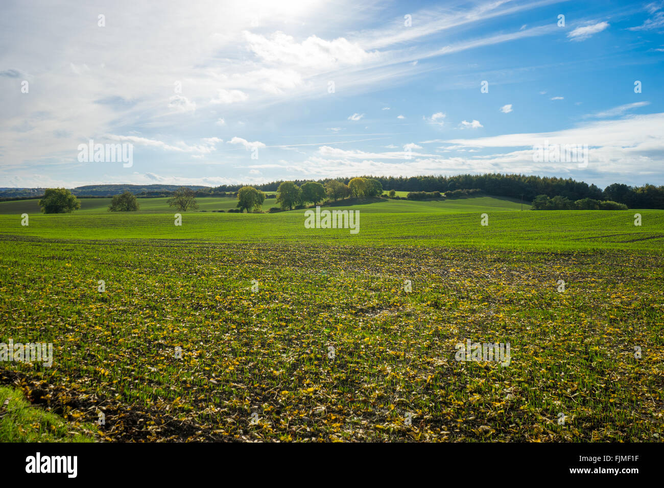 Freshly growing crop on farmers field Stock Photo - Alamy