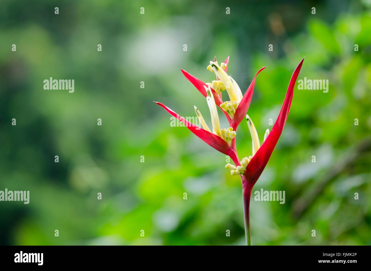 parrot beak flower Stock Photo - Alamy