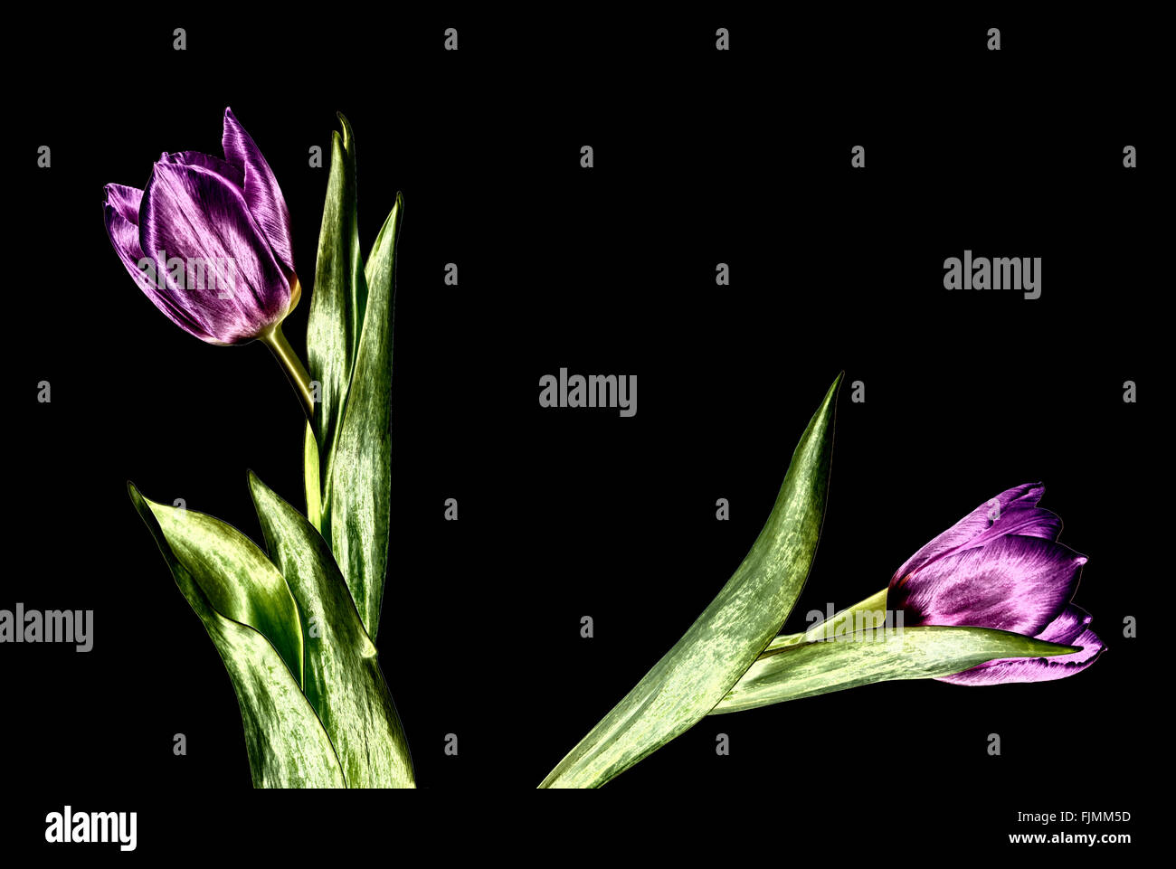 A digitally manipulated photograph of a pair of Tulip flowers Stock ...