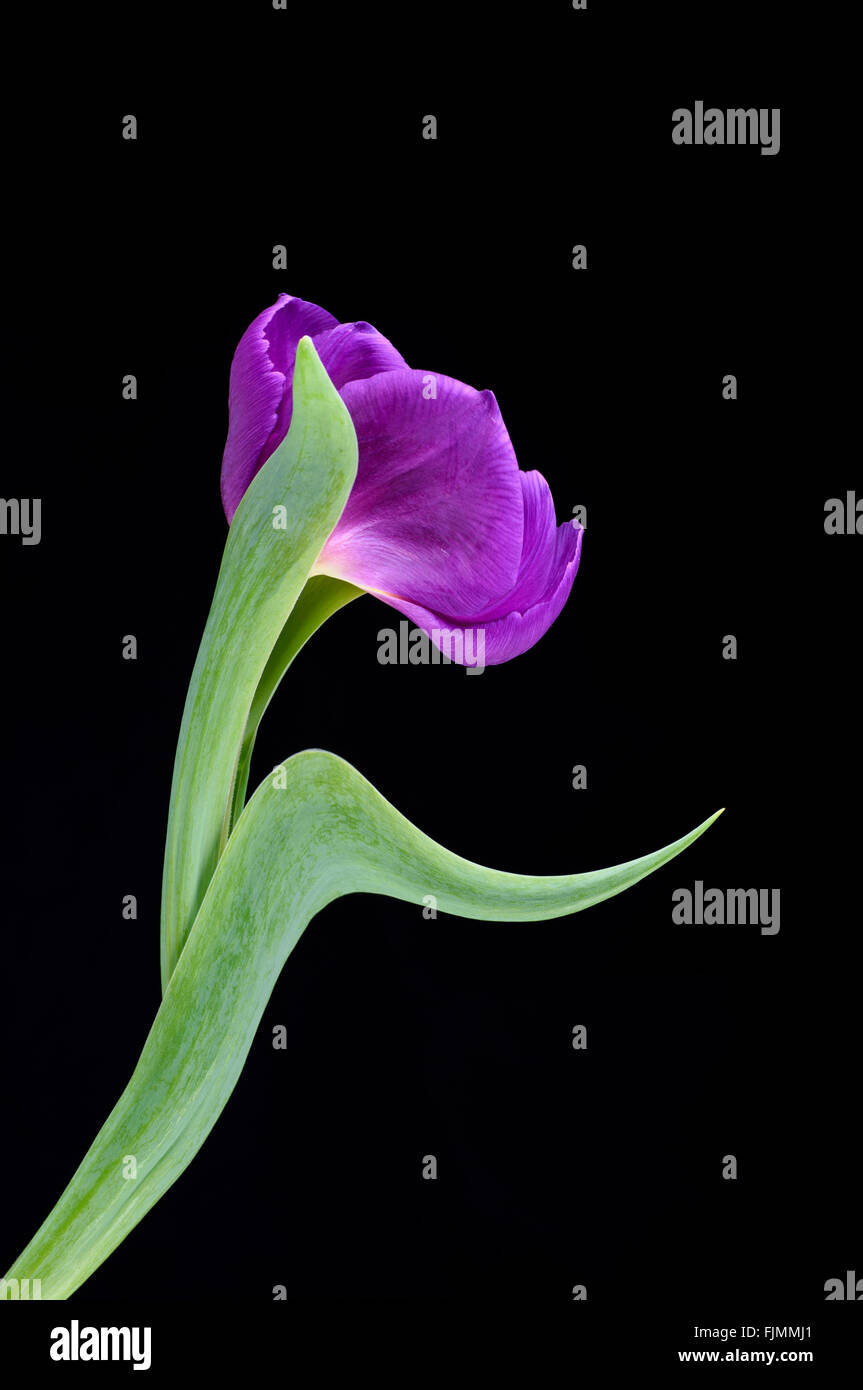 A digitally manipulated photograph of a Tulip flower Stock Photo - Alamy