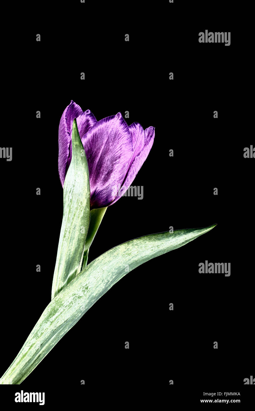 A digitally manipulated photograph of a Tulip flower Stock Photo - Alamy