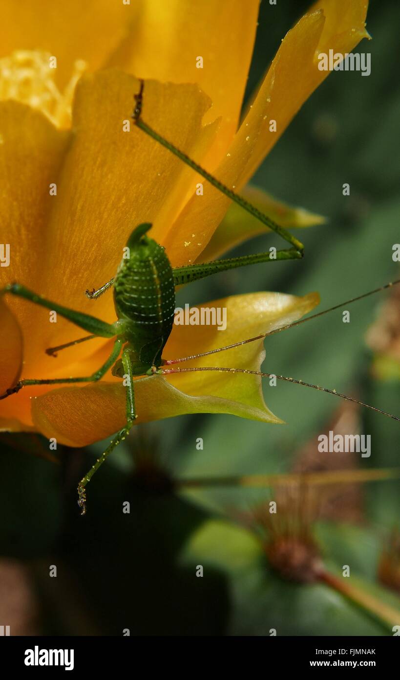 Green yellow insect hi-res stock photography and images - Alamy