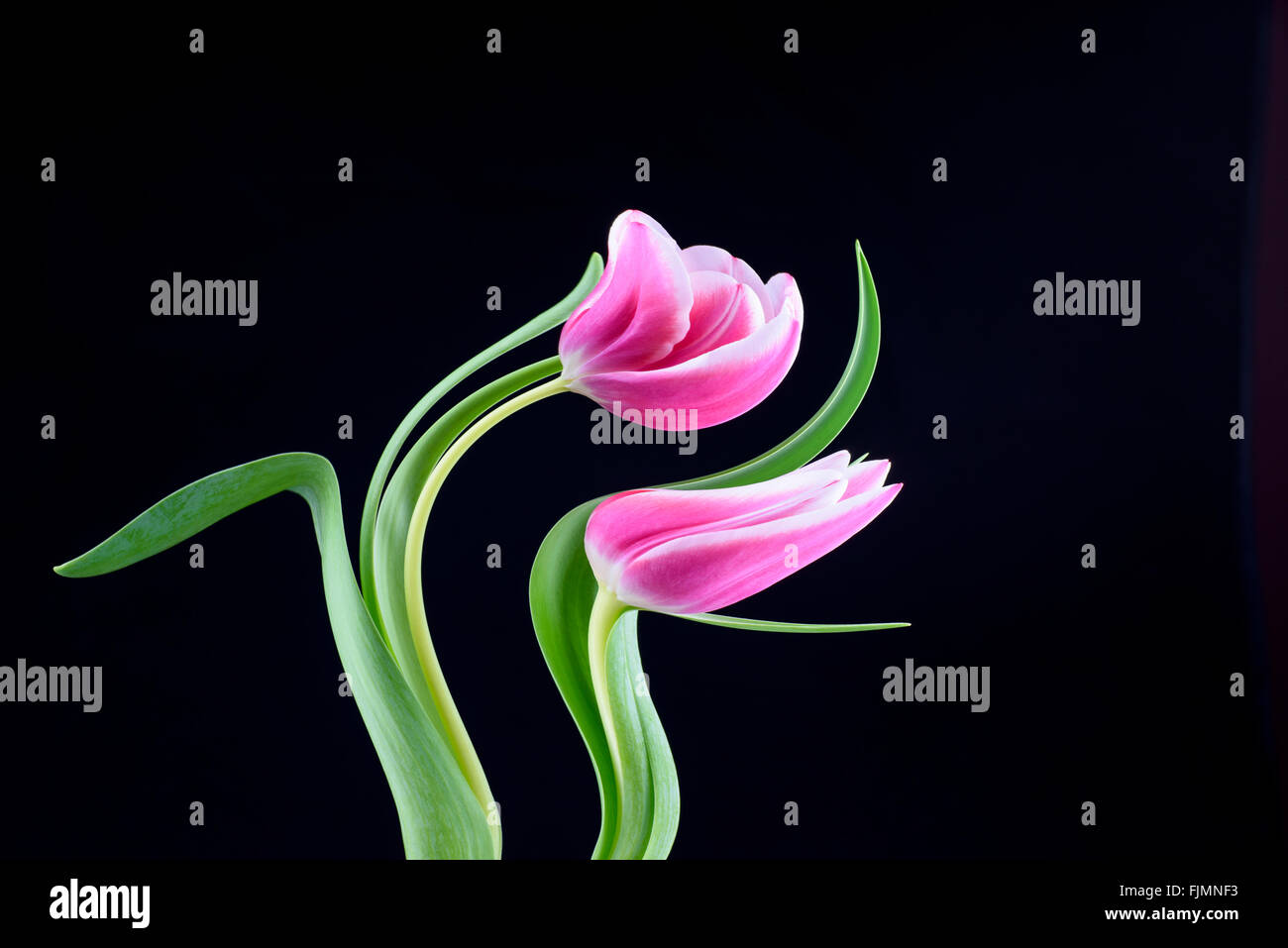 A digitally manipulated photograph of a pair of Tulip flowers Stock ...