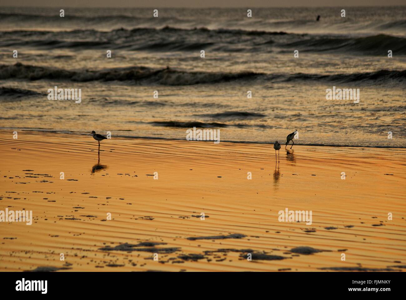 Animal shore birds hi-res stock photography and images - Alamy