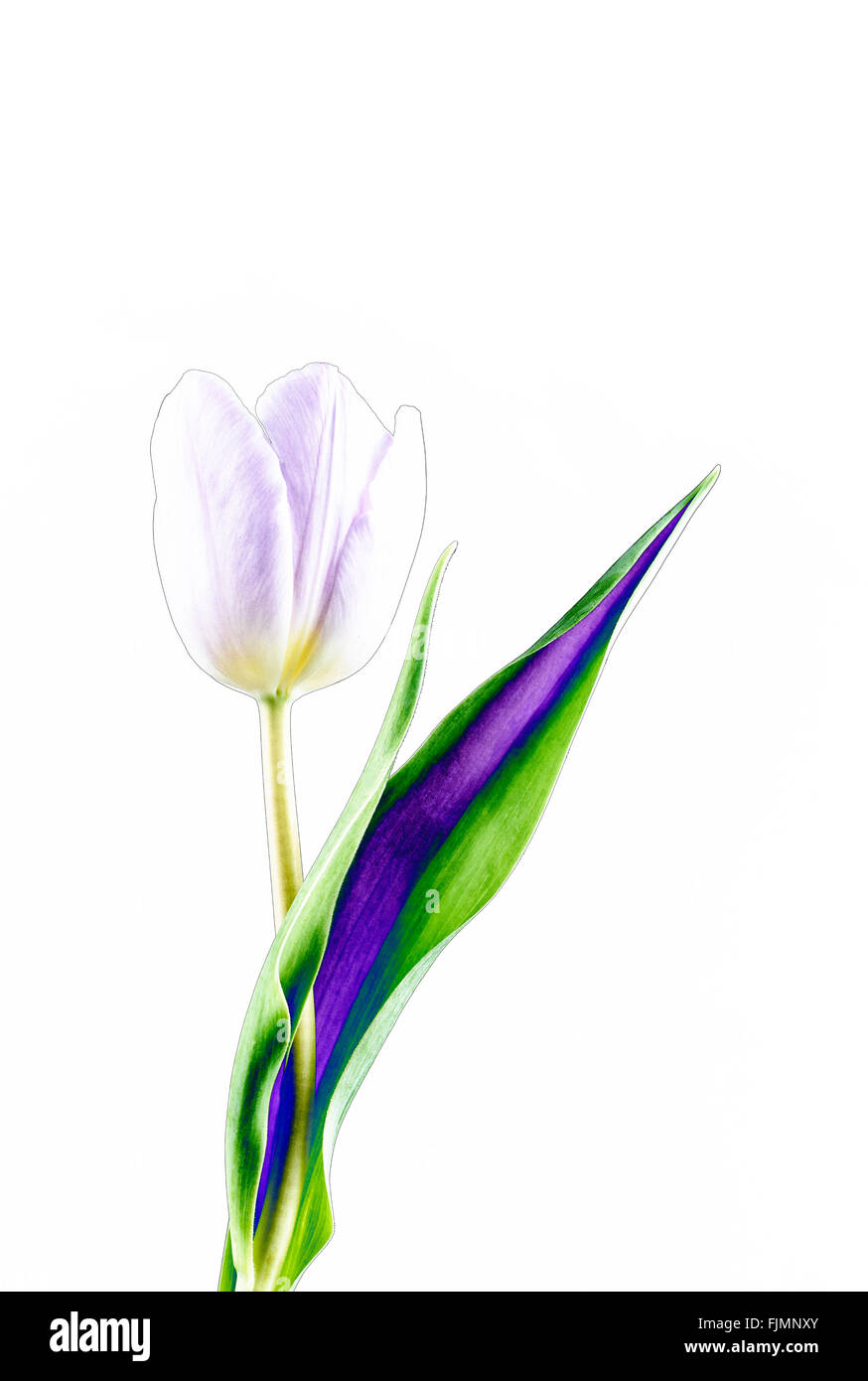 A digitally manipulated photograph of a Tulip flower Stock Photo - Alamy