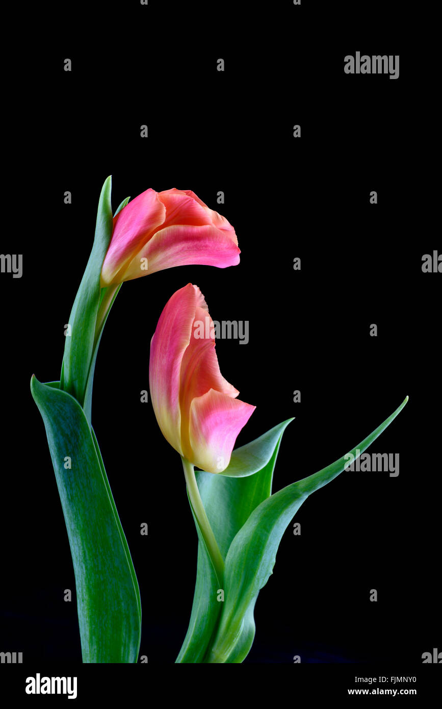 A digitally manipulated photograph of a pair of Tulip flowers Stock ...