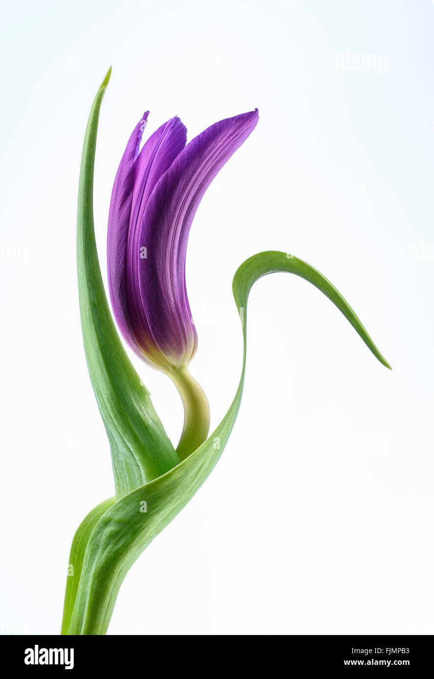 A digitally manipulated photograph of a Tulip flower Stock Photo - Alamy