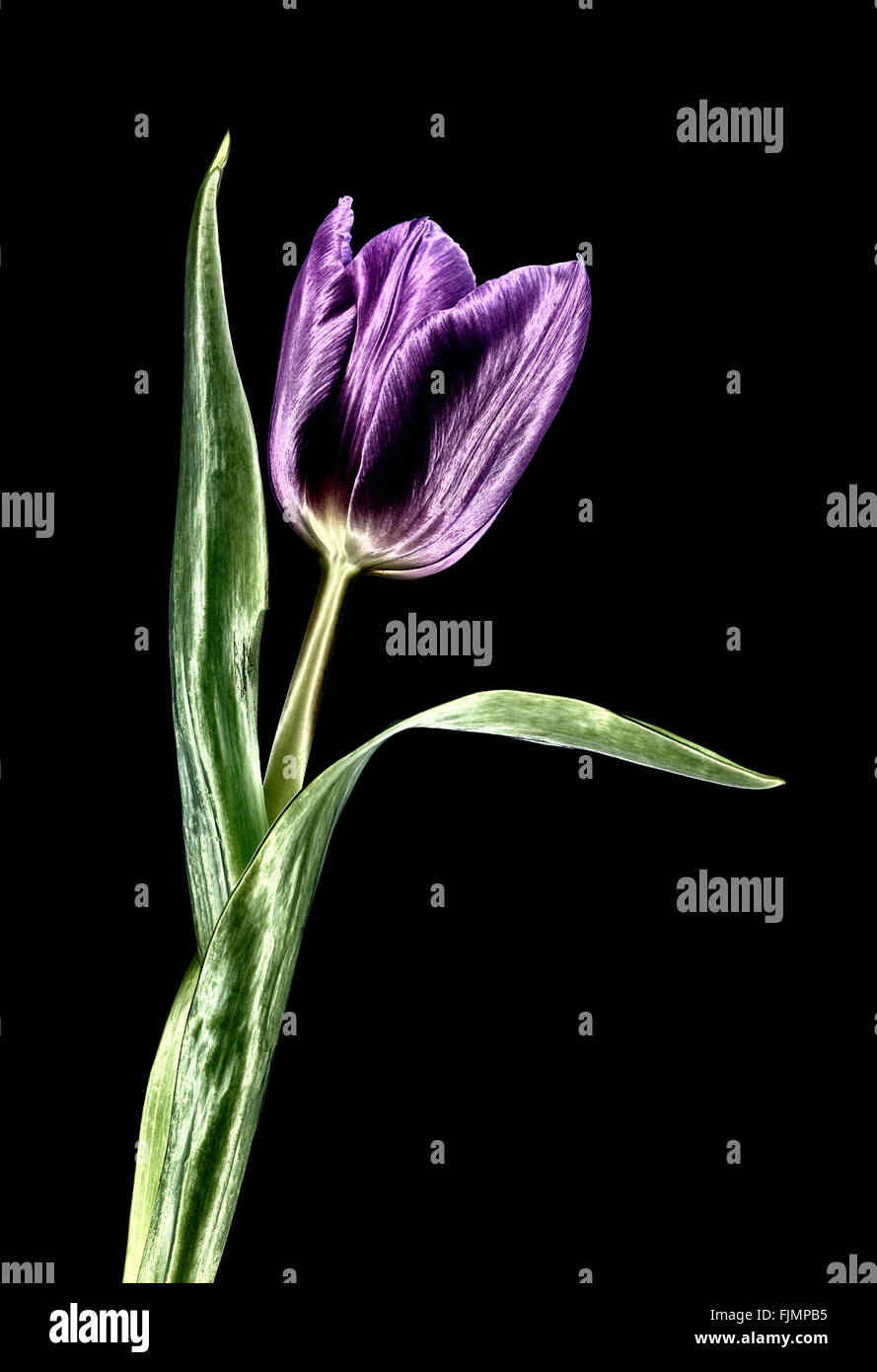 A digitally manipulated photograph of a Tulip flower Stock Photo - Alamy