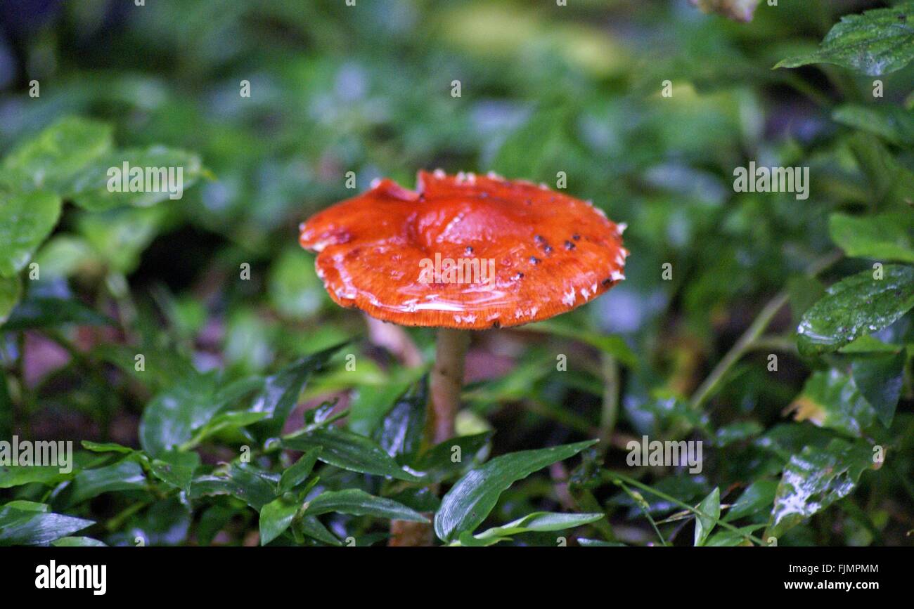 Close-Up Of Red Mushroom Growing On Field Stock Photo - Alamy