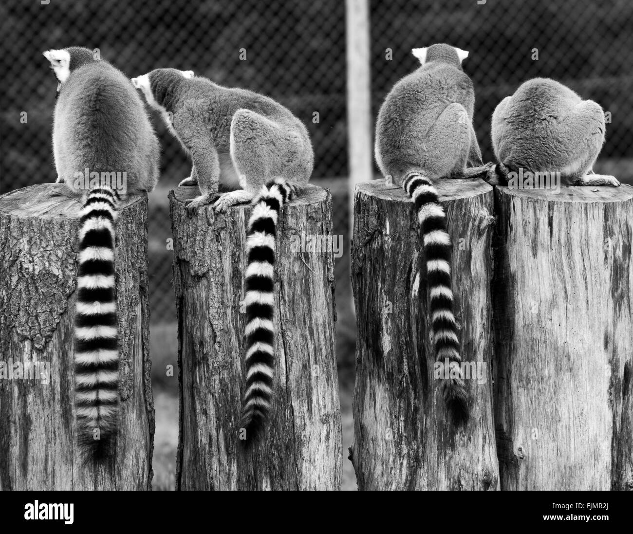 Rear view of lemurs sitting on tree stumps Stock Photo - Alamy