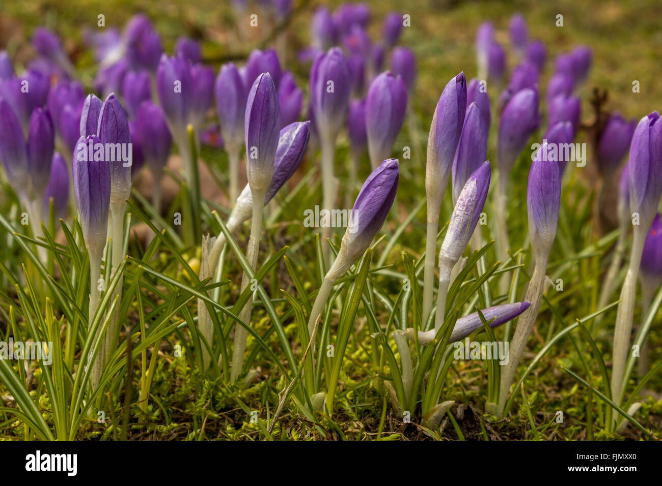 Spring crocus buds Stock Photo - Alamy