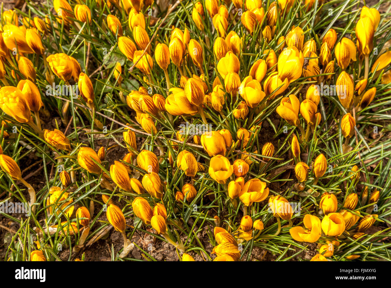 bright yellow spring flowers Stock Photo - Alamy