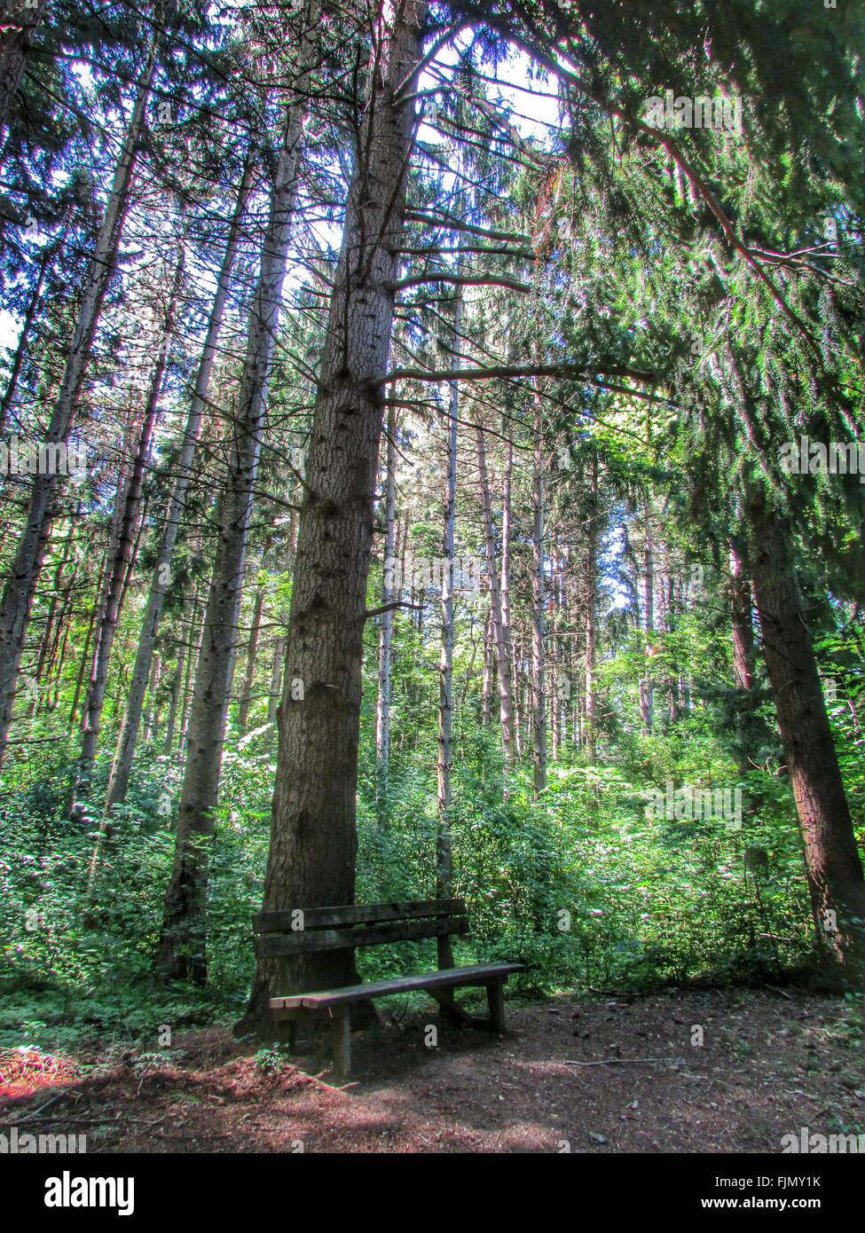 Bench in the trees hi-res stock photography and images - Alamy