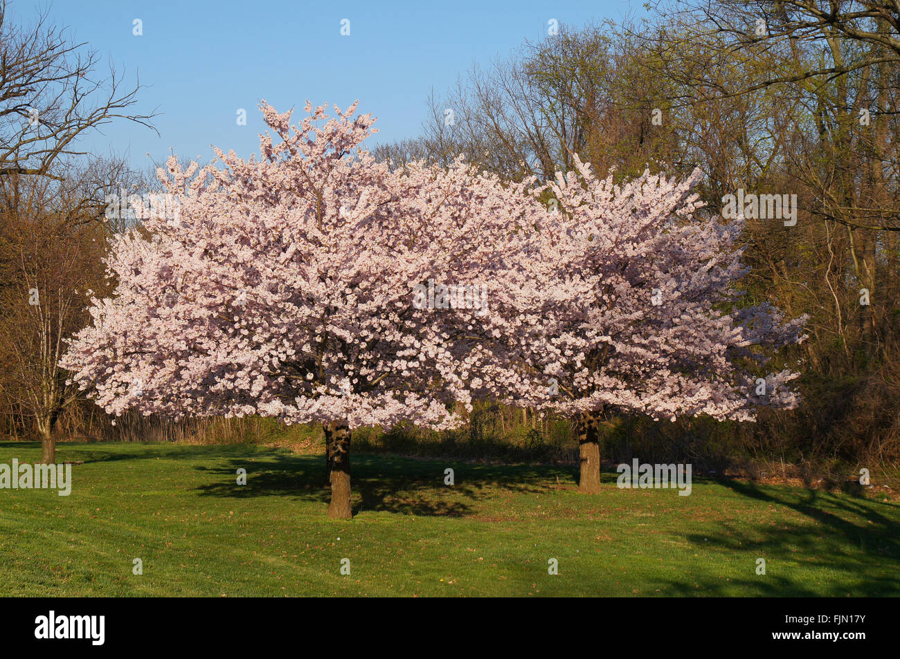 Two cherry trees in pink blossom, spring Stock Photo - Alamy
