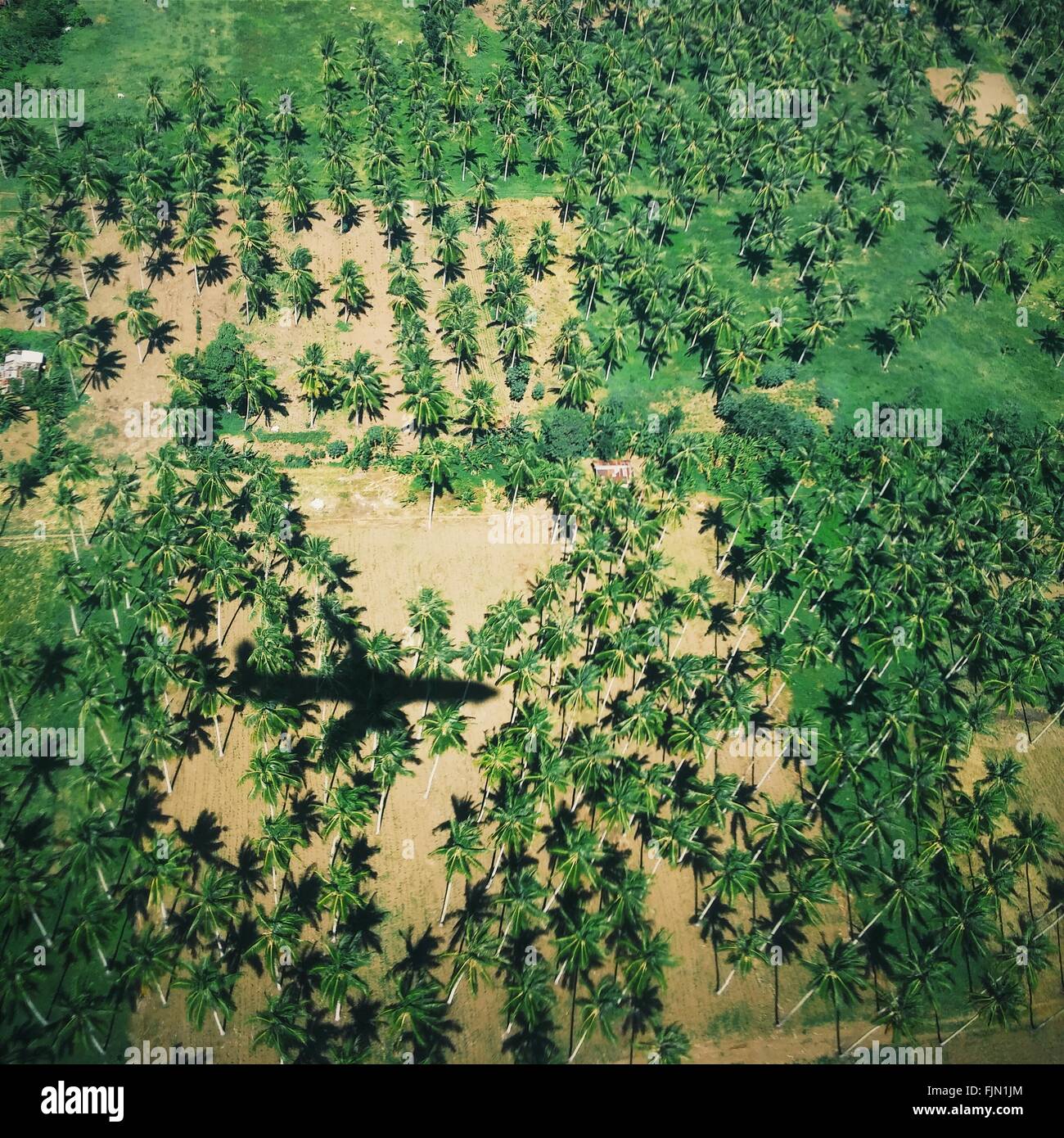 Aerial view the palm hi-res stock photography and images - Alamy