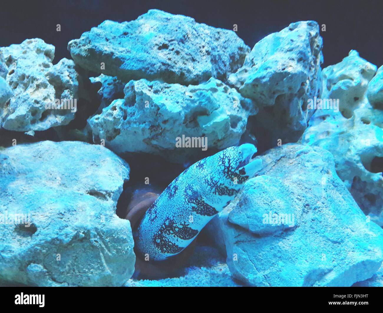 Eel rocks underwater animals in wild hi-res stock photography and ...