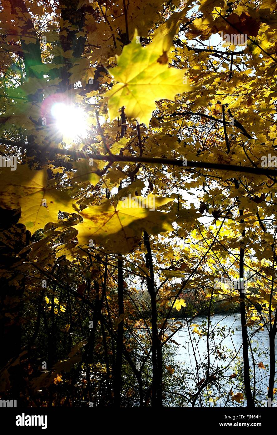 Sun Shining Through Autumn Trees In Forest Stock Photo - Alamy