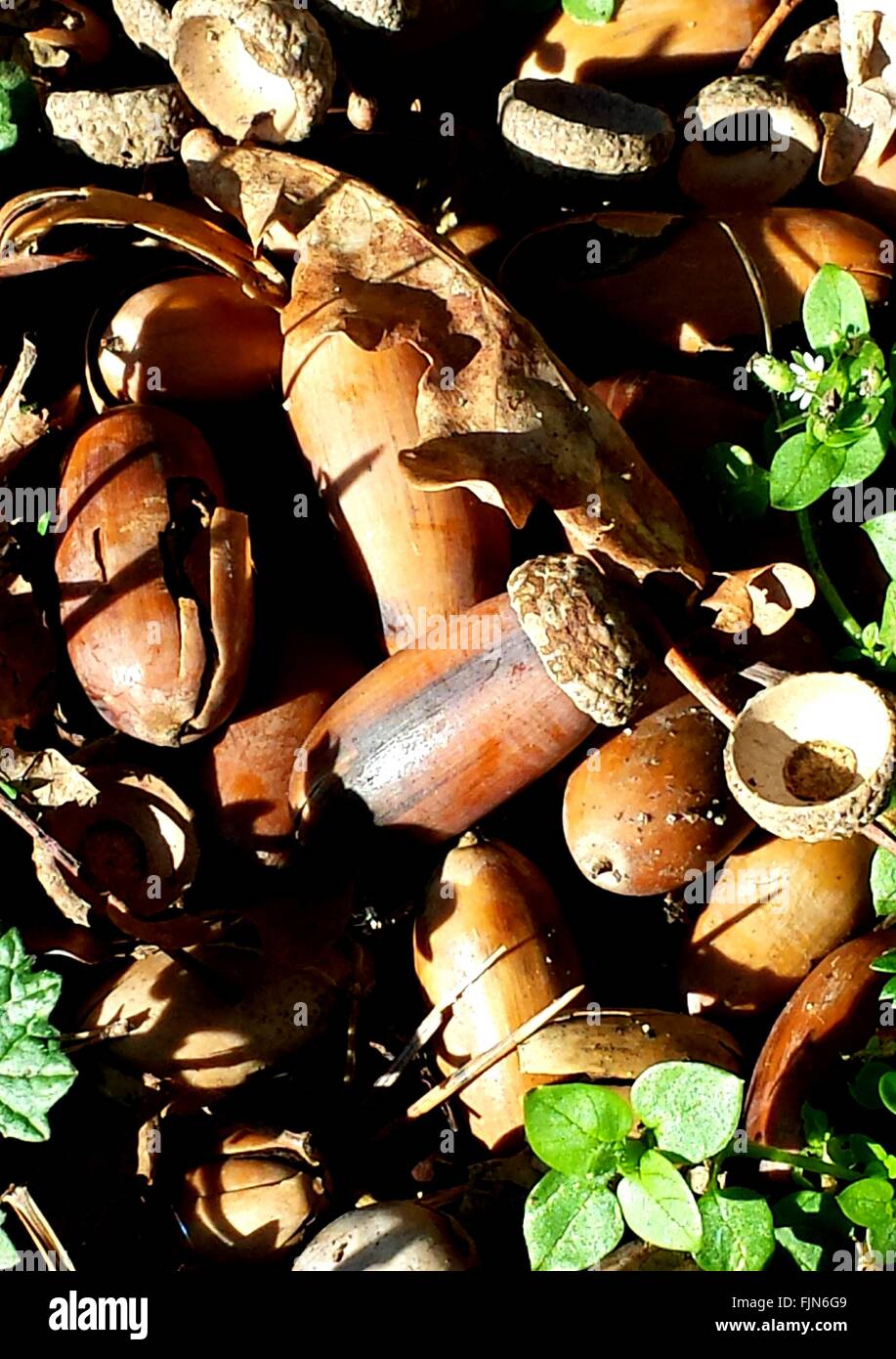 Fallen acorns hi-res stock photography and images - Alamy