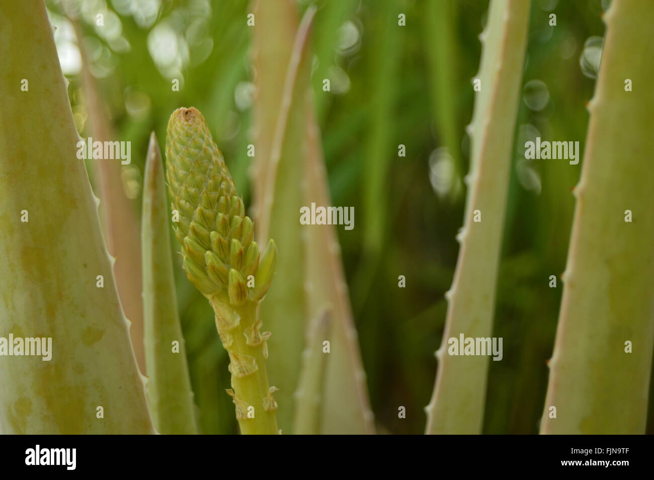 Aloevera plant flower Stock Photo - Alamy