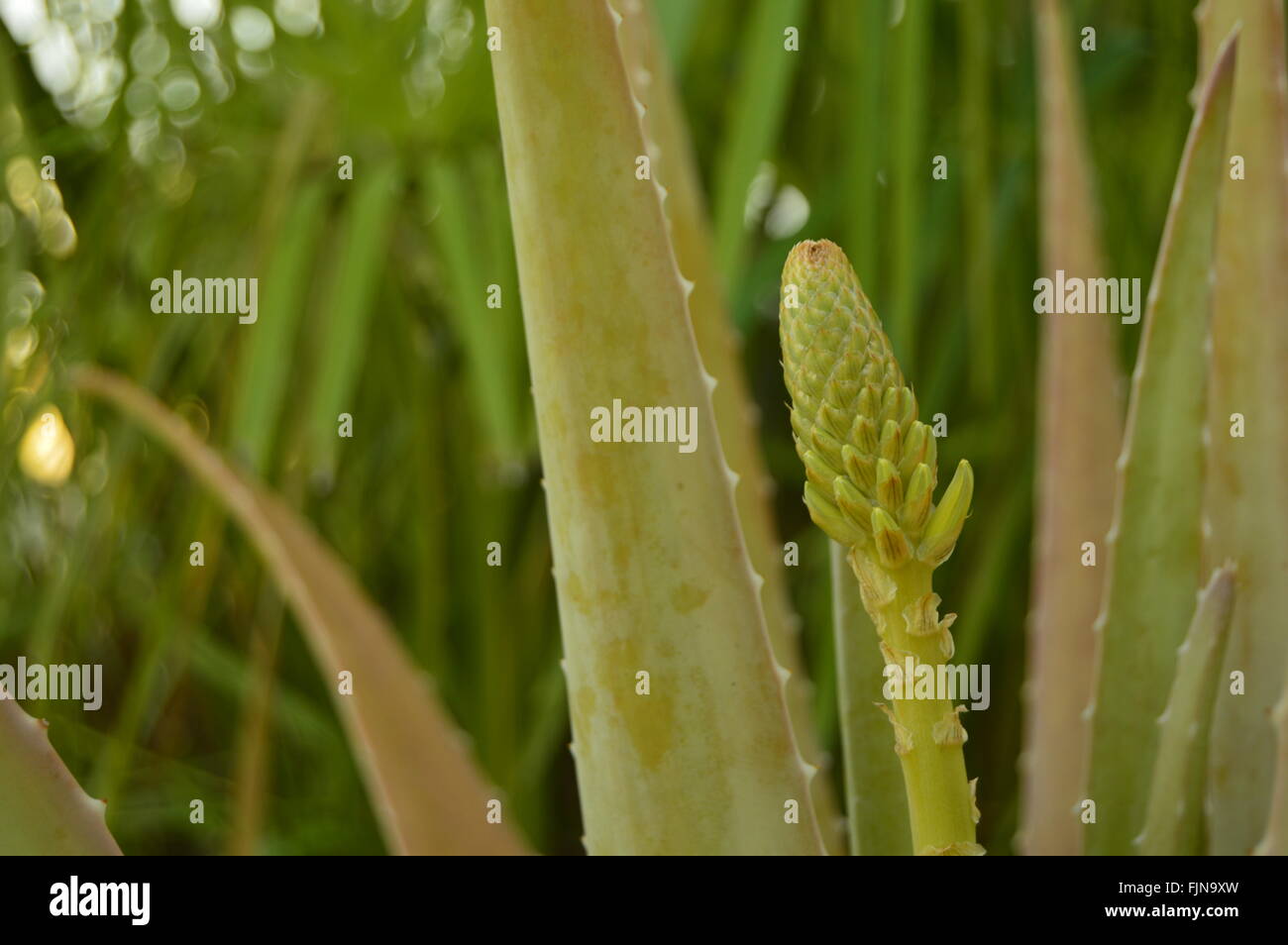 Aloe Vera plant flower Stock Photo - Alamy