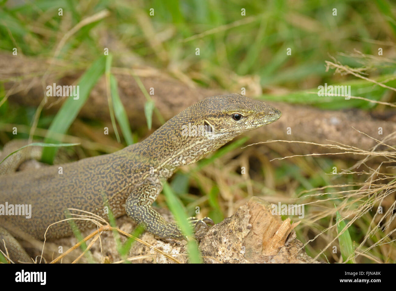 Land monitor (Varanus bengalensis) lizard in Yala national park in Sri ...