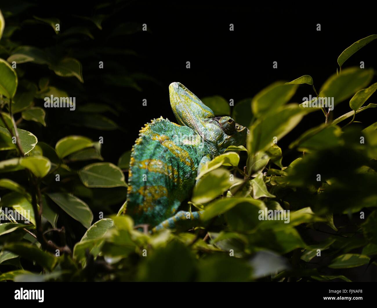 Chameleon tree camouflage hi-res stock photography and images - Alamy