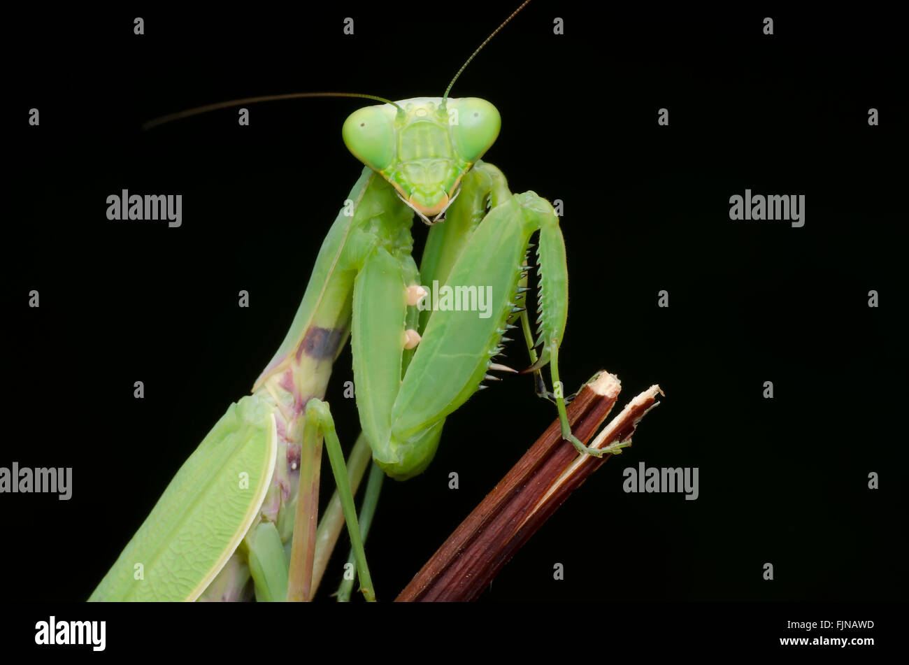 Macro Photography Stock Photos & Macro Photography Stock Images - Alamy