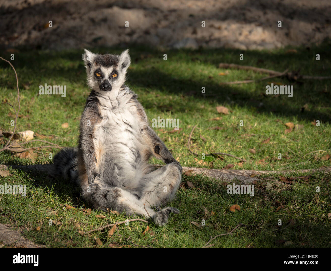 Full Length Portrait Of Ring-Tailed Lemur Sitting On Grass Stock Photo ...