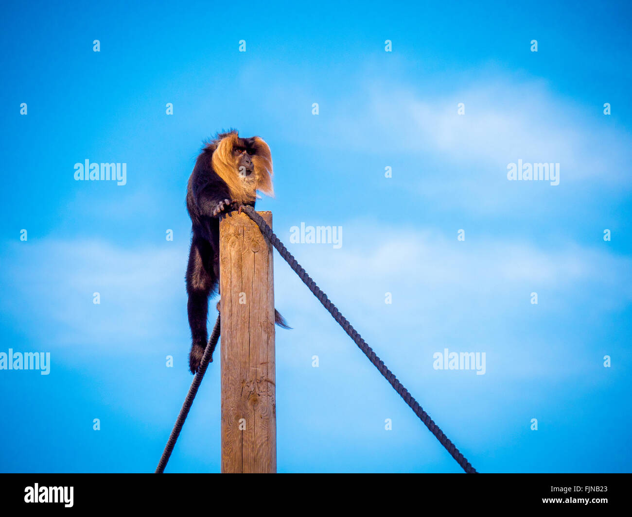 Climbing animals hi-res stock photography and images - Alamy