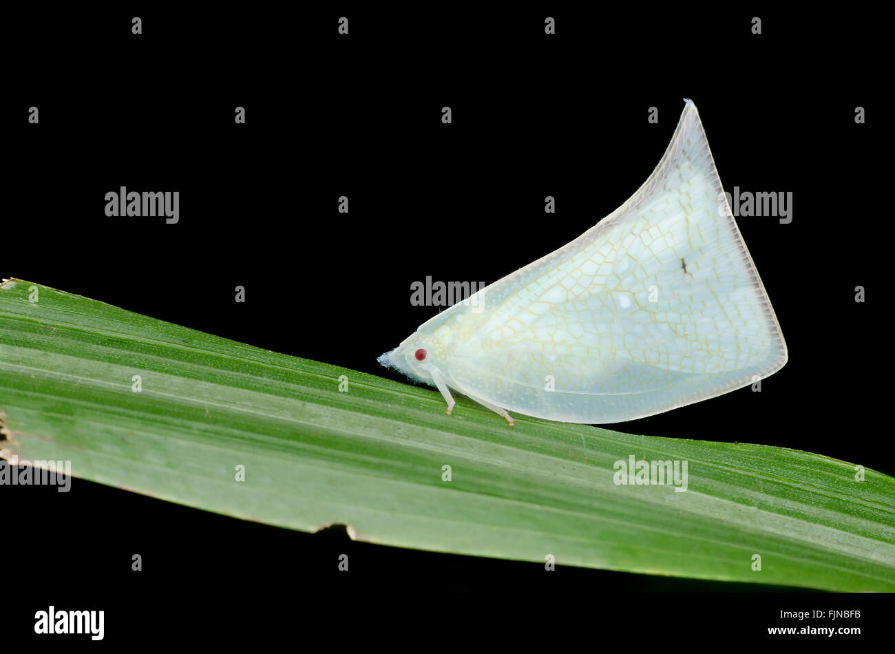 Planthopper white hi-res stock photography and images - Alamy