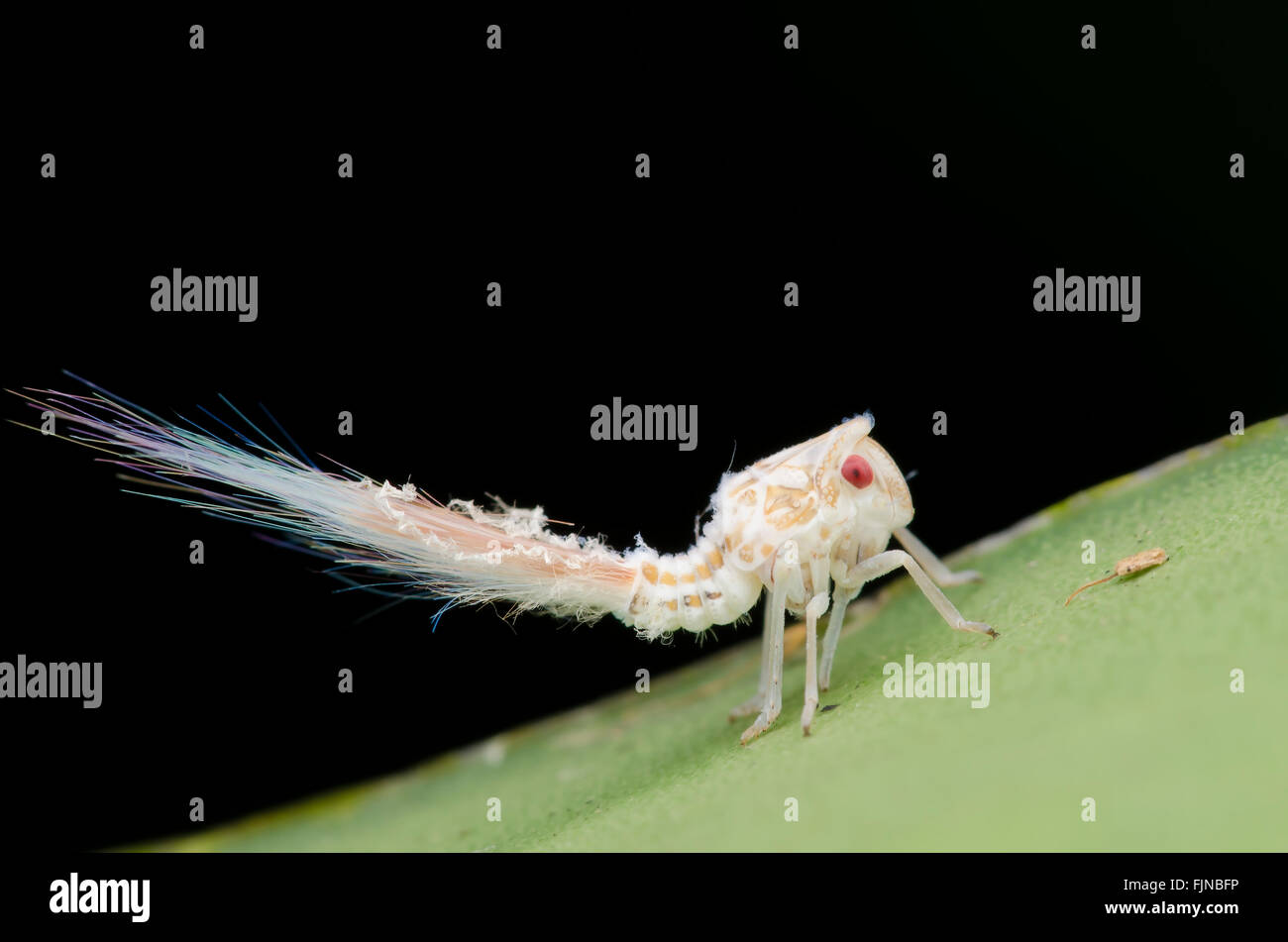 Fjnbfp hi-res stock photography and images - Alamy