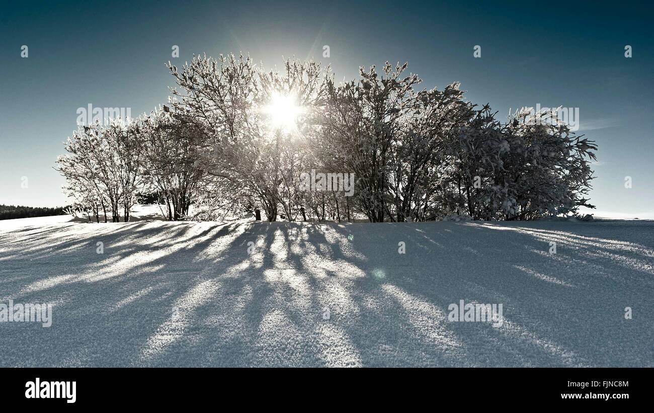 Trees in the field covered in snow hi-res stock photography and images ...